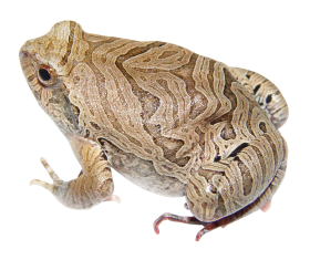 Download frog png - Free PNG Images | TOPpng