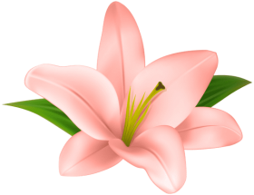 Download lilly flower transparent png - Free PNG Images | TOPpng