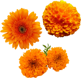 Galanda Flower Images | Best Flower Site