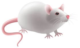 Download mouse png - Free PNG Images | TOPpng