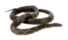 Download python free png png - Free PNG Images | TOPpng