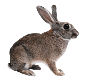 Download Rabbit png - Free PNG Images | TOPpng