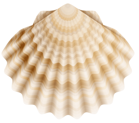 Download realistic shell png - Free PNG Images | TOPpng