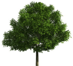 Download realistic tree png - Free PNG Images | TOPpng