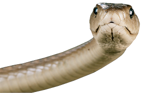 Download snake face png - Free PNG Images | TOPpng