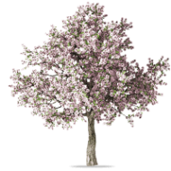Download spring tree png png - Free PNG Images | TOPpng