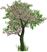 Download spring tree png png - Free PNG Images | TOPpng