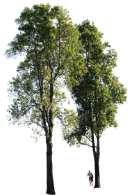 Download tree high quality png - Free PNG Images | TOPpng