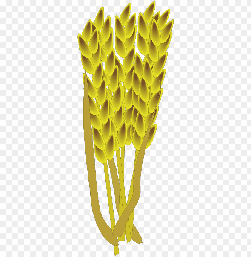 Clip Free Library Barley Vector Paddy Grain Rice cutout PNG & clipart ...