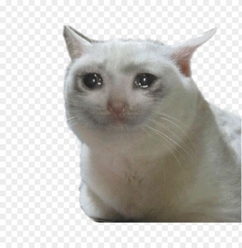 Cat Thumbs Up Crying Meme Goimages Shenanigan