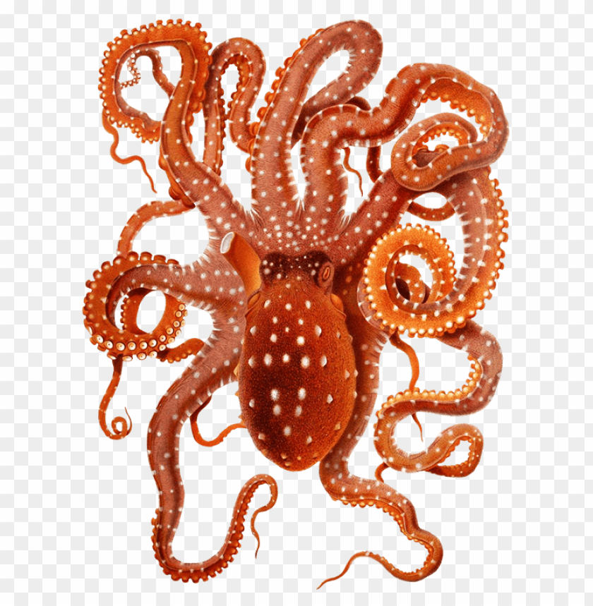 Octopus Png PNG Transparent With Clear Background ID 136289 TOPpng Octopus Png PNG Transparent With Clear Background ID 136289 TOPpng