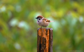 bird, green, sparrow, vegetation wallpaper background best stock photos ...