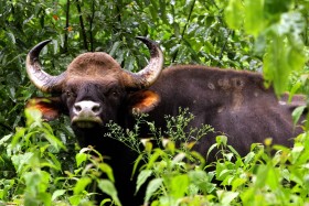 Bull Grass Grazing Horns Huge Tag Wallpaper Background Best Stock ...