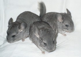 Beautiful Chinchilla Cute Fur Tail Wallpaper Background Best Stock ...