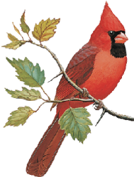 cardinal PNG image with transparent background | TOPpng