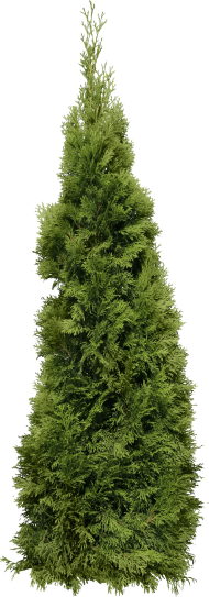 fir tree minecraft tree PNG image with transparent background | TOPpng