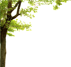 transparent forest frame background best stock photos | TOPpng