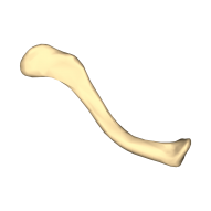 Transparent Background PNG Image Of Right Clavicle - Image ID 69642 ...