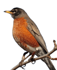 Free download | HD PNG red robin bird logo PNG image with transparent ...