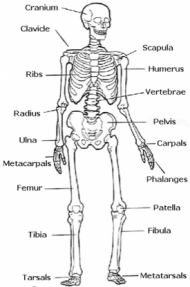 Human Skeleton Diagram Trace - Skeletal System Diagram Simple PNG ...