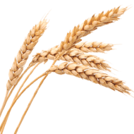 Two wheat stalks crossed in a decorative arrangement PNG | TOPpng